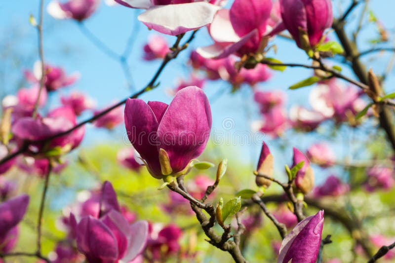 Bloomy Magnolia Tree with Big Pink Flowers in Garden Stock Photo ...