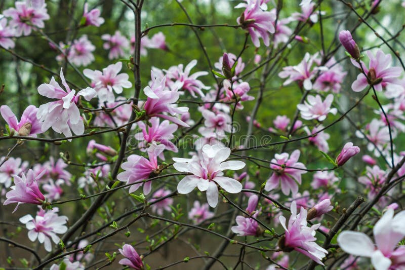 Bloomy magnoliaboom stock foto. Image of mooi, bloeiwijze - 69926996