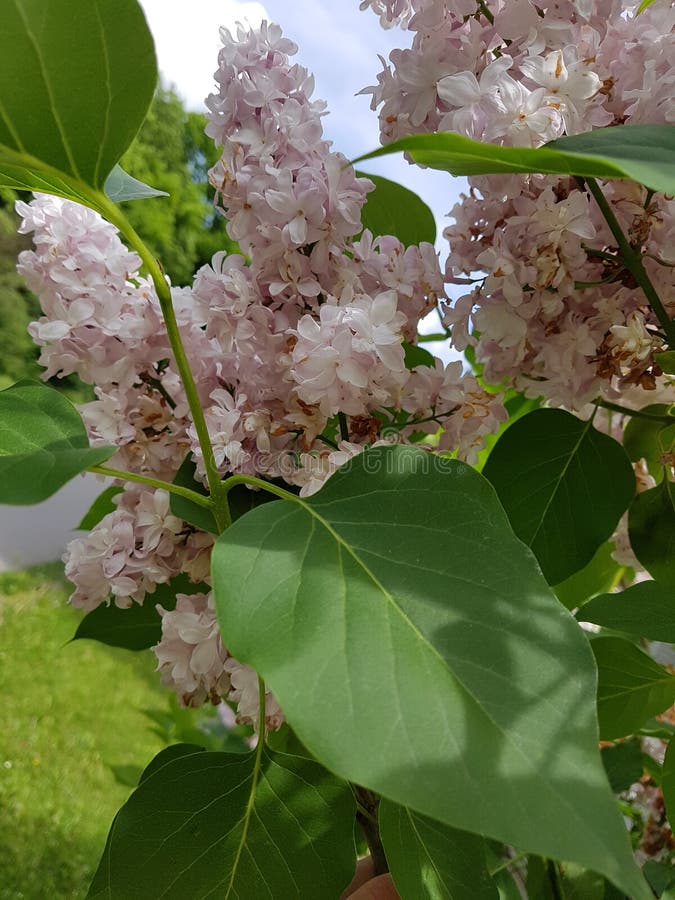 Bloomy syringa stock photo. Image of white, syringa, leaves - 92974698