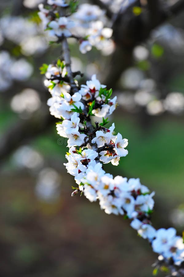Almond branch stock image. Image of sunshine, sunny, mirror - 4551445