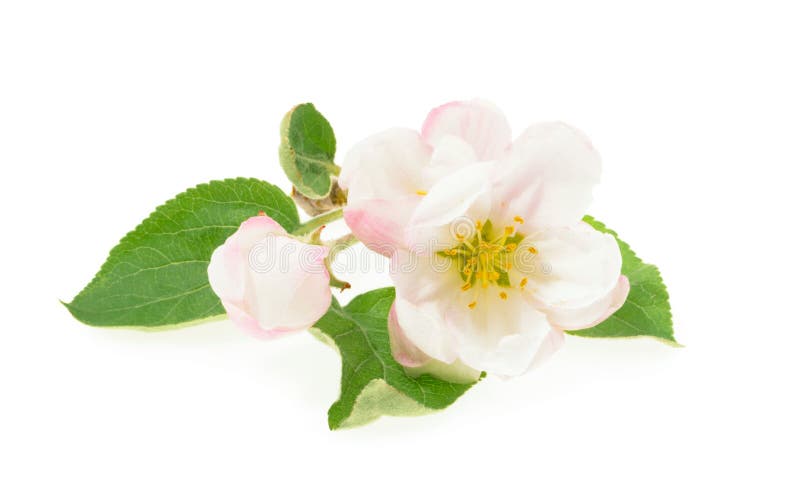 Blossom of Apple Flower Isolated White Background Stock Photo - Image ...