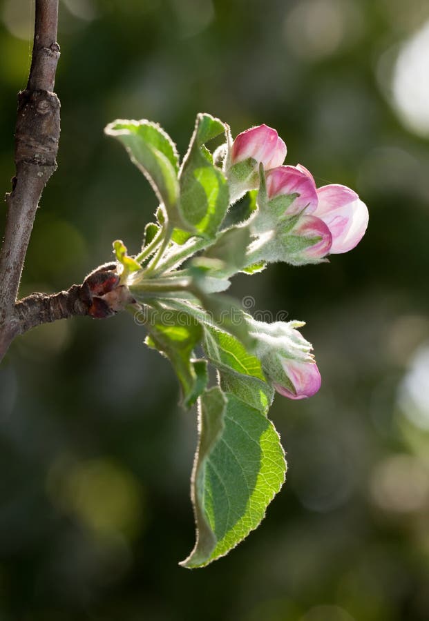 Pink flowers umbel stock image. Image of succulent, milkweed - 22844423