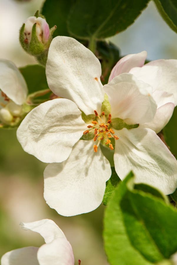 Blossom of Apple Tree Flower in a Spring Stock Image - Image of clear ...