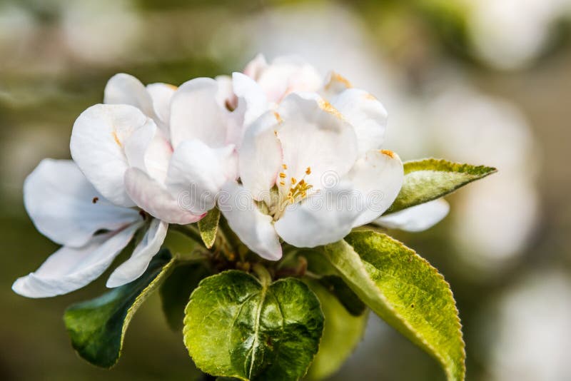 Blossom Apple Tree On Blue Sky Background Stock Image - Image of nature ...