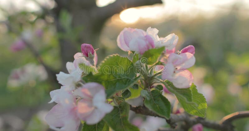 The Blossom of an Apple Tree in the Warm Spring Rays of the Sun. Stock ...
