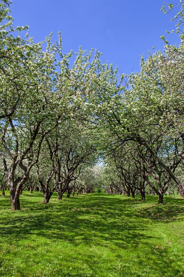 Blossom apple trees garden stock photo. Image of glowering - 26127696