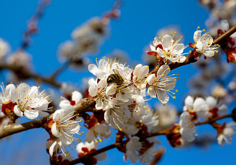 Blossom aprocot tree stock image. Image of outdoor, insect - 34464163