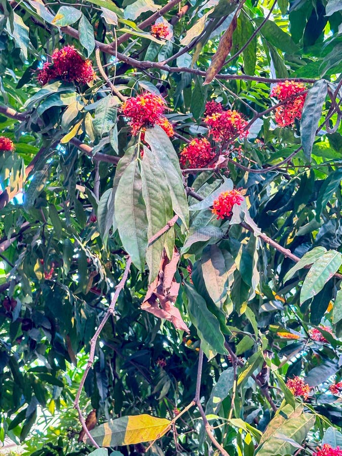 Blossom on Ashoka Tree stock image. Image of green, food - 369793753