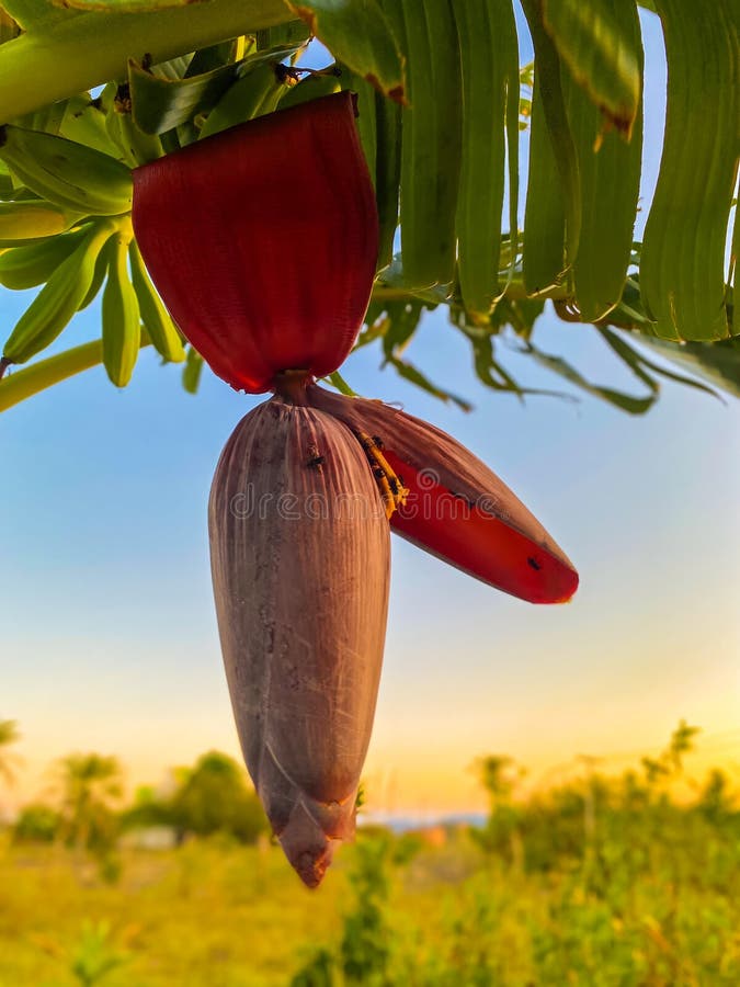 Blossom Banana stock image. Image of botanical, floral - 375347291
