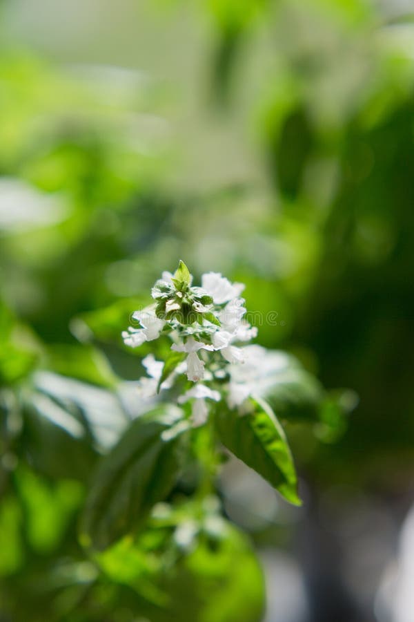 Blossom Basil, Basil Leaves with Flowers Stock Photo - Image of fresh ...