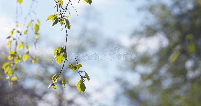 Blossom Birch Tree in Spring Day Stock Image - Image of leaf, sunny ...