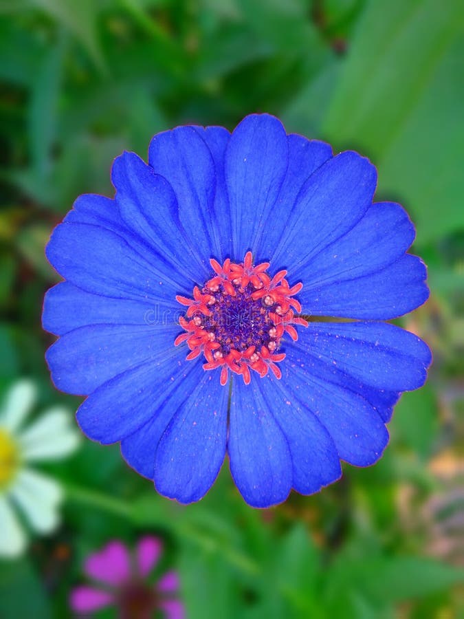 Blossom blue stock photo. Image of blue, blossom, flower - 47167750