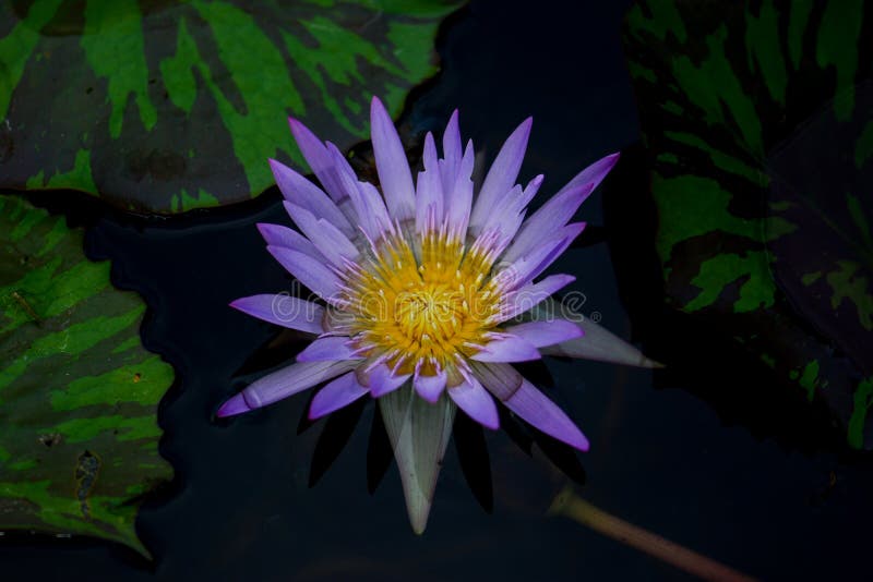Blossom Blue Lotus Flower on the Water Stock Image - Image of water ...