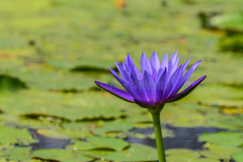 Blossom Blue Lotus Flower on the Water Stock Image - Image of blossom ...