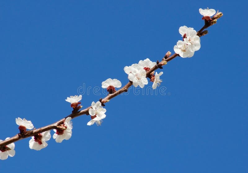 Blossom branch stock image. Image of spring, plant, daylight - 4461523