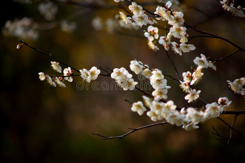 Blossom, Branch, Flower, Spring Stock Photo - Image of sunlight, petal ...