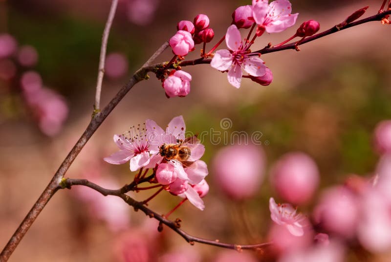 Blossom, Branch, Pink, Cherry Blossom Picture. Image: 115286680