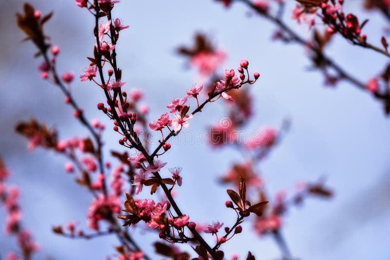 Blossom, Branch, Pink, Spring Stock Photo - Image of twig, blossom ...