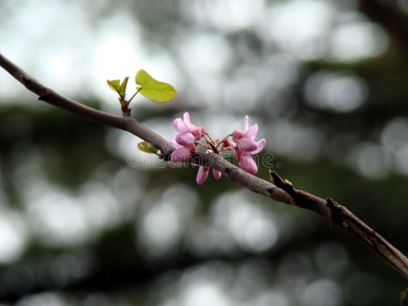 Blossom, Branch, Plant, Spring Picture. Image: 118872669