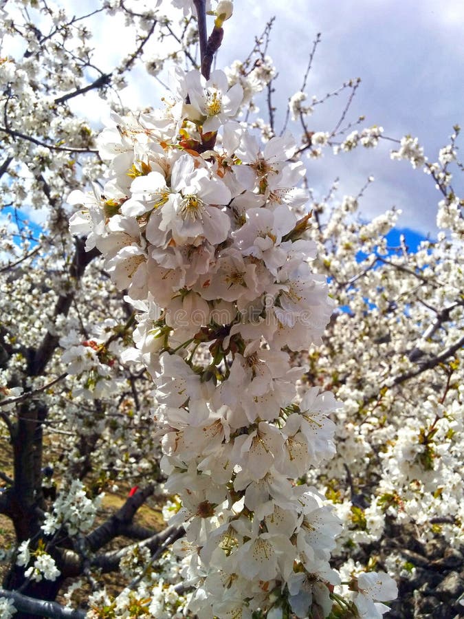 Blossom, Branch, Spring, Cherry Blossom Picture. Image: 125839756