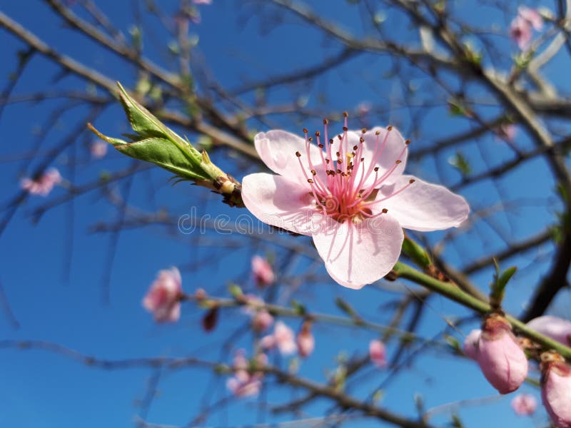 Branch, Blossom, Sky, Spring Picture. Image: 135982873