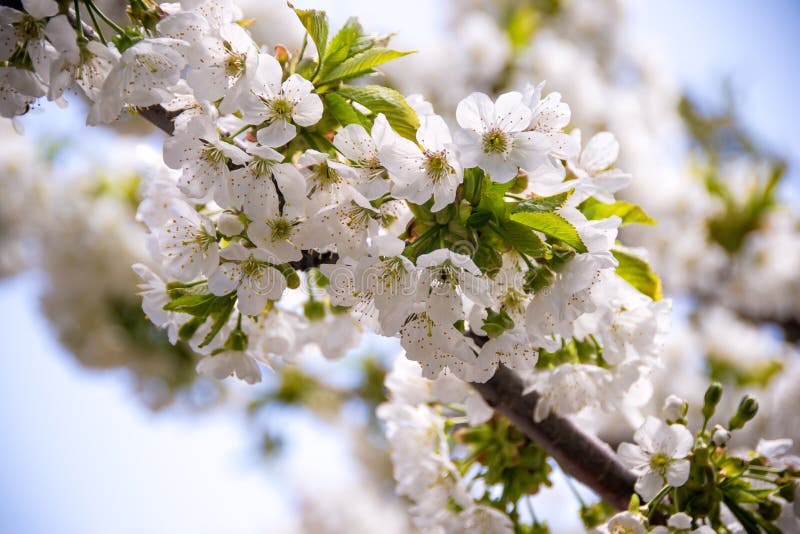 Blossom branch tree stock photo. Image of apple, blooming - 68327996