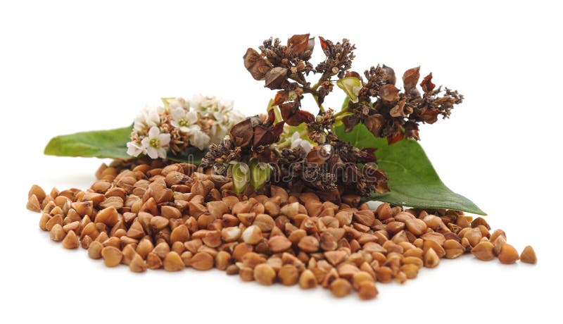 Blossom of Buckwheat with Leaves Stock Image - Image of buckwheat ...