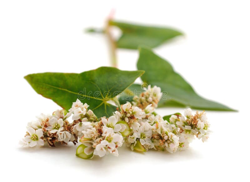 Blossom of Buckwheat with Leaves Stock Photo - Image of culture ...