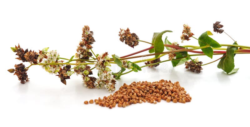 Blossom of Buckwheat with Leaves Stock Image - Image of bunch, groats ...