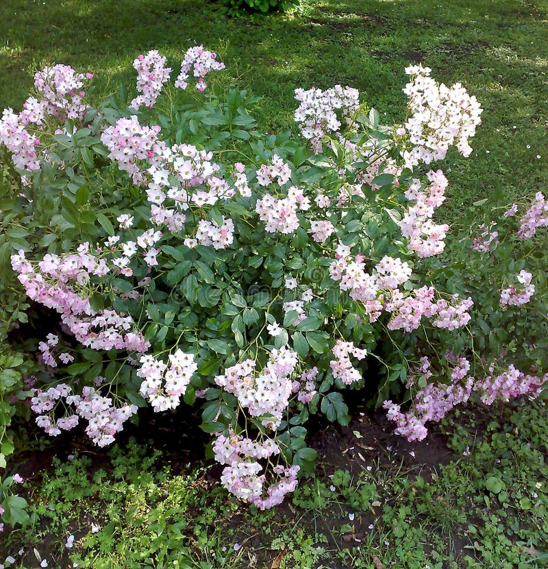 Blossom bush stock photo. Image of beauty, floral, flower - 48805164