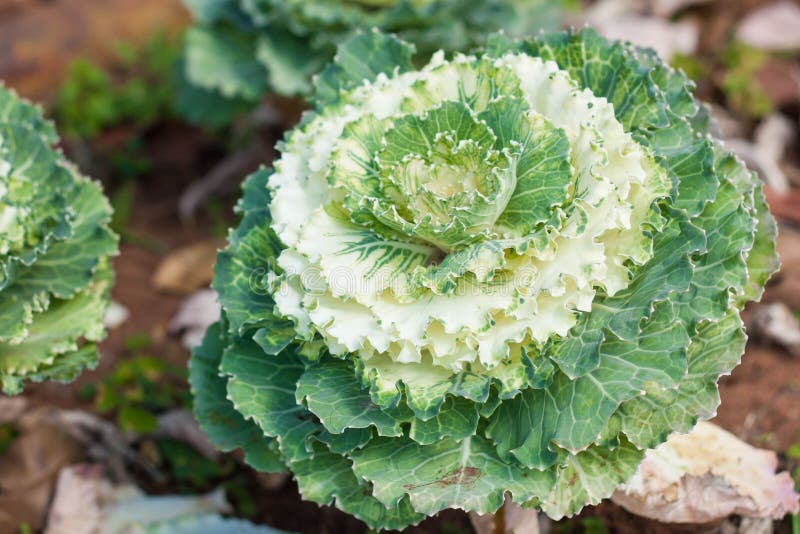 Blossom Cabbage ( Brassica Oleracea ) Stock Image - Image of farm ...