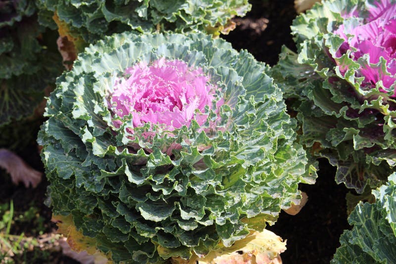 Blossom cabbage stock photo. Image of green, blossom - 76922078
