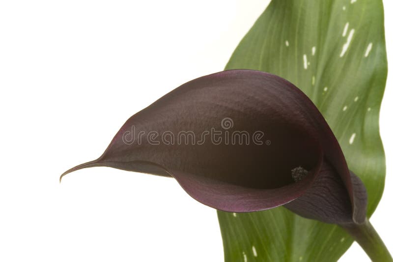 Blossom (calla) stock photo. Image of lily, plant, smell - 25304906