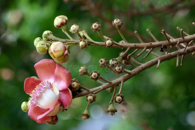 Sappanwood Inflorescence - Yellow Flower Stock Photo - Image of bakam ...