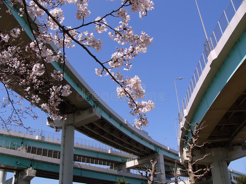 Blossom Cherry Branch in City Stock Image - Image of city, blossom: 1401007