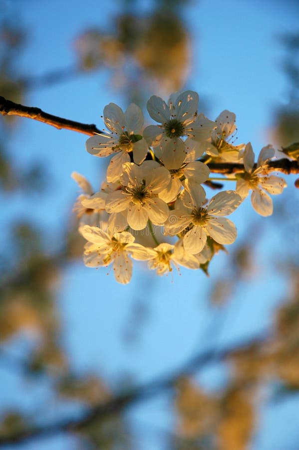 Blossom cherry tree stock photo. Image of flower, cherry - 39156330