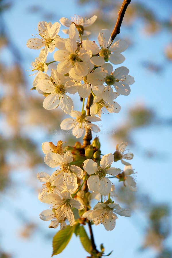 Blossom cherry tree stock photo. Image of blossom, blooms - 39156332