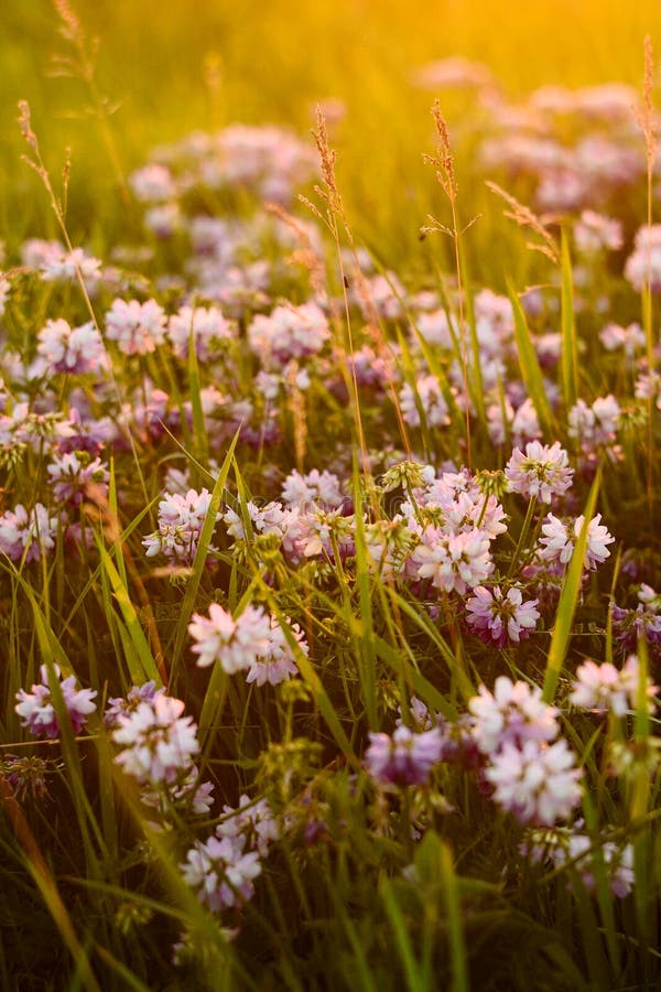 Blossom Clover Flowers on a Meadow with Sunset Bright Light Stock Image ...