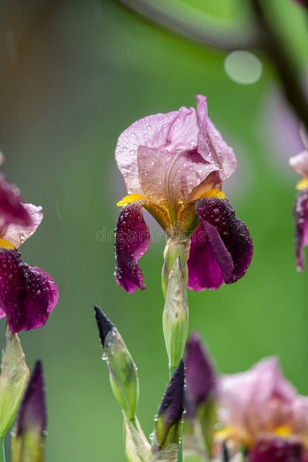 Iris the Spring Colorful Flowers Close in My Garden Stock Image - Image ...