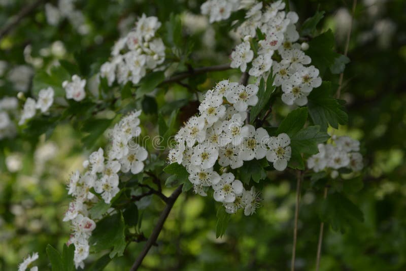 Blossom of Common Hawthorn or Single-seeded Hawthorn Crataegus Monogyna ...