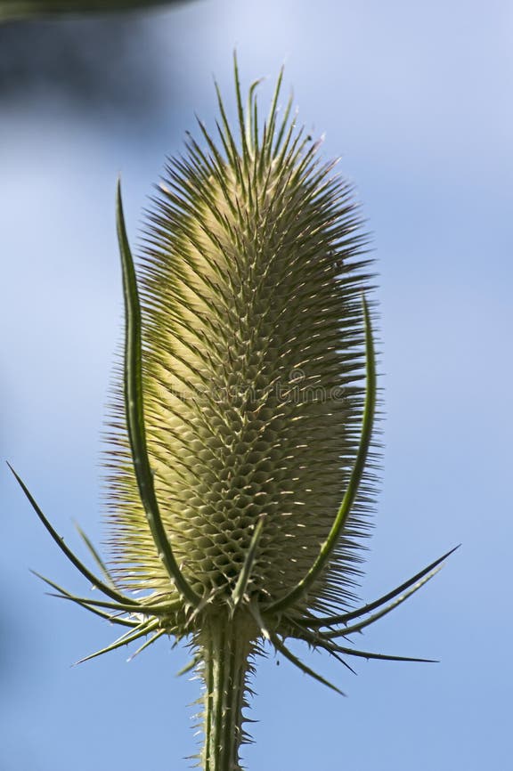 Blossom of a common tease stock image. Image of plant - 89221989