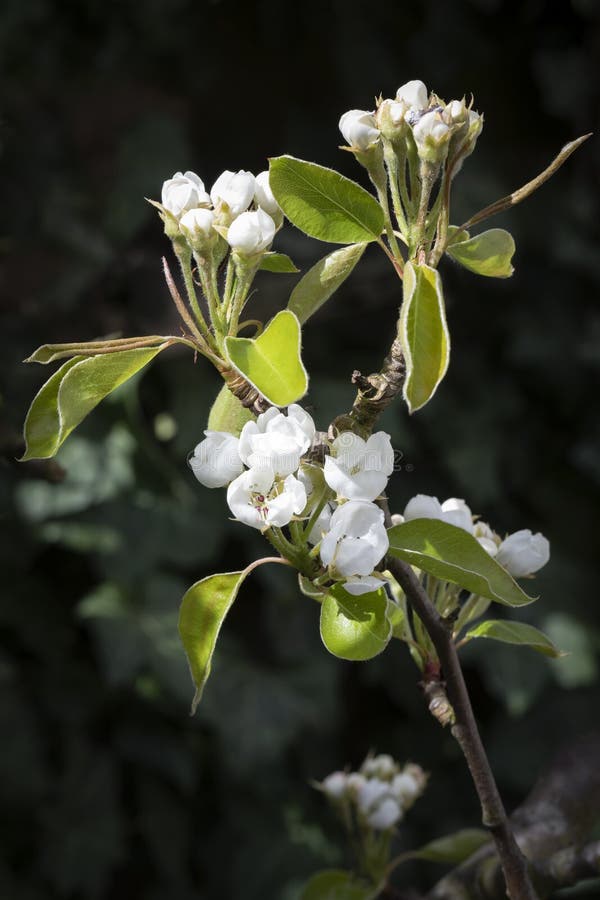 Blossom of a Conference Pear Tree Close Up Outdoors Stock Photo - Image ...