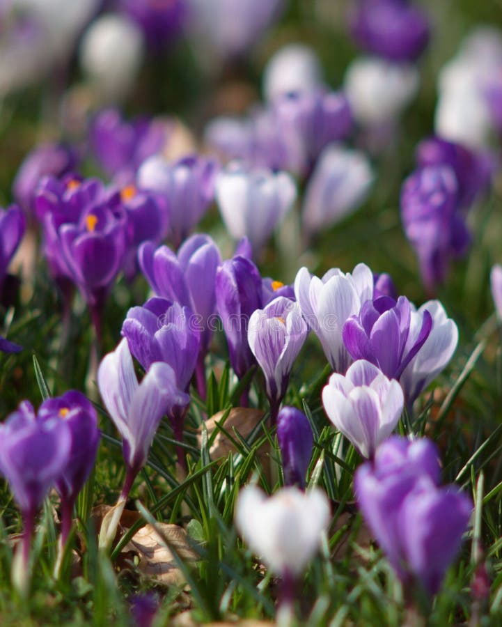 Crocus field stock image. Image of pure, calix, purple, landscape - 13509