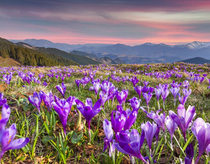 Field of mountain crocuses stock image. Image of botanical - 10830067