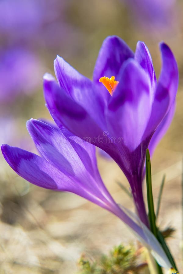 Blossom of Crocuses at Spring in the Mountains Stock Photo - Image of ...