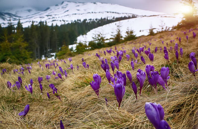 Blossom of Crocuses at Spring in the Mountains Stock Image - Image of ...