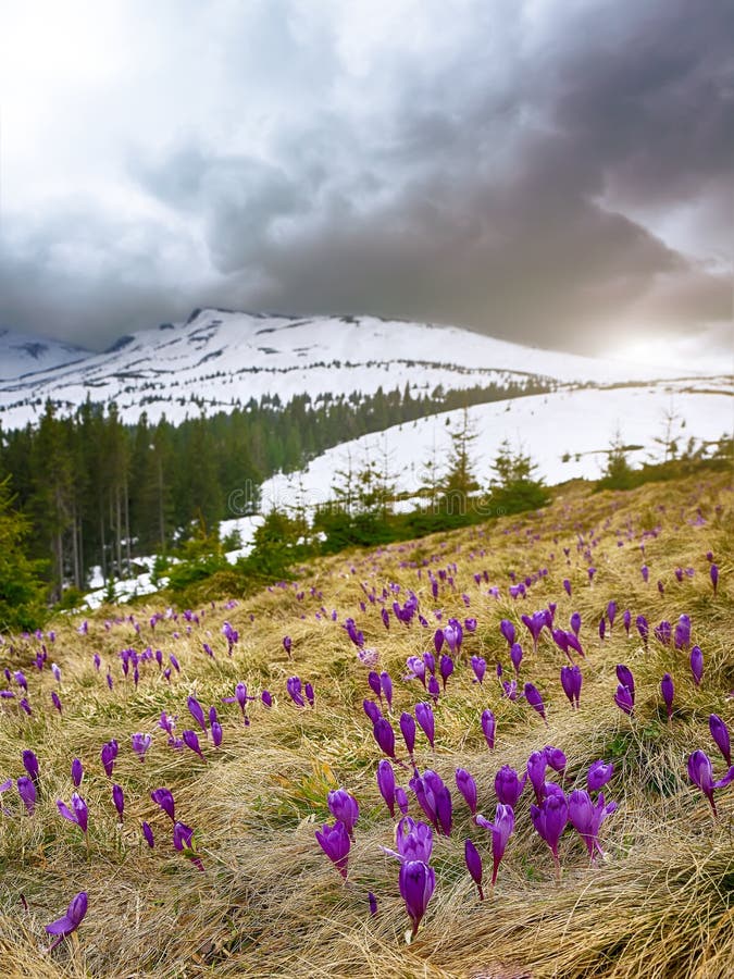 Blossom of Crocuses at Spring in the Mountains Stock Photo - Image of ...