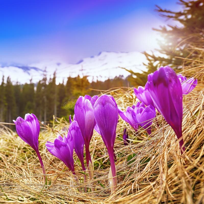 Blossom of Crocuses at Spring in the Mountains Stock Image - Image of ...