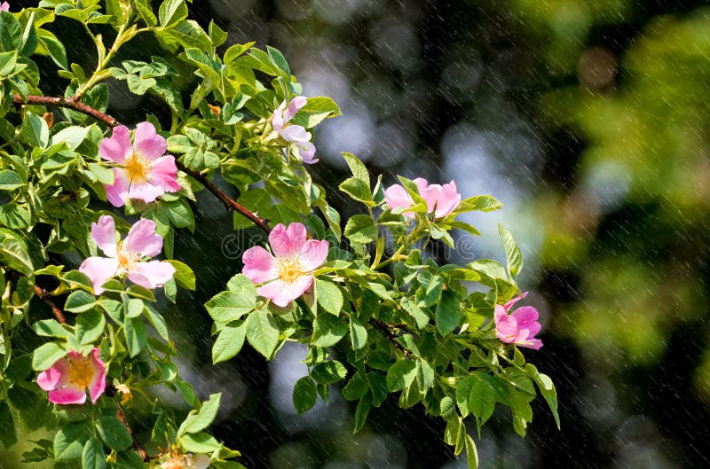 Ructus Stock Photos - Free & Royalty-Free Stock Photos from Dreamstime