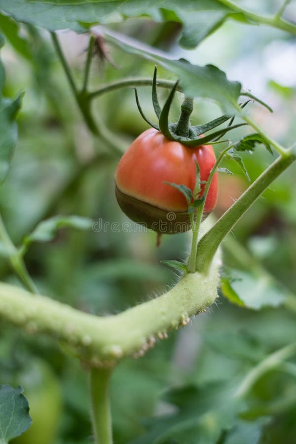 Blossom End Rot Symptoms on Tomato Fruit. Stock Image - Image of ...